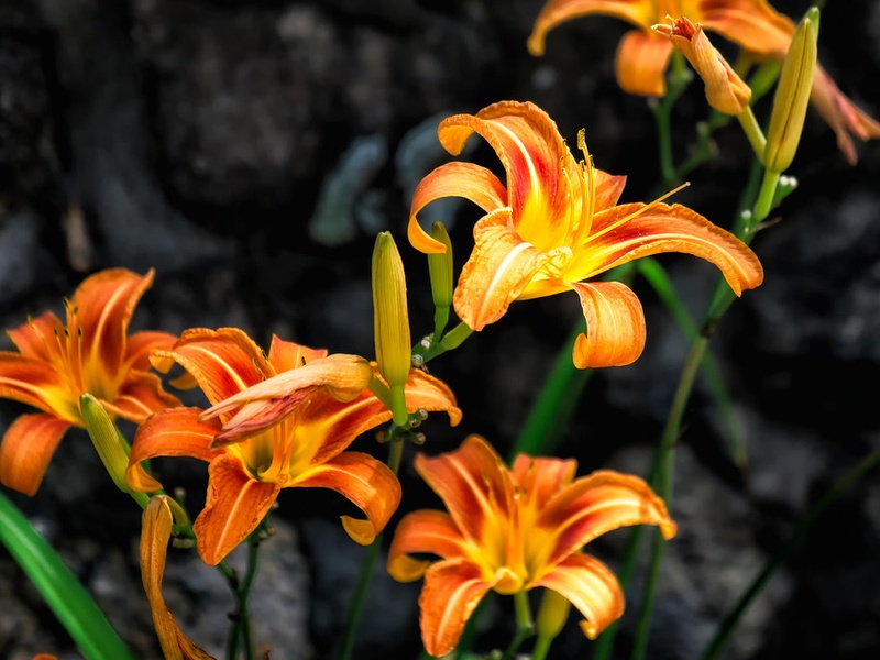 The Complete List of Orange Flowers - Flora Fauna Fun