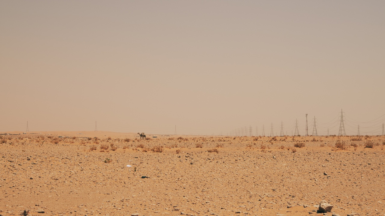 Top 12 Diverse Wildlife of Saudi Arabia - Flora Fauna Fun