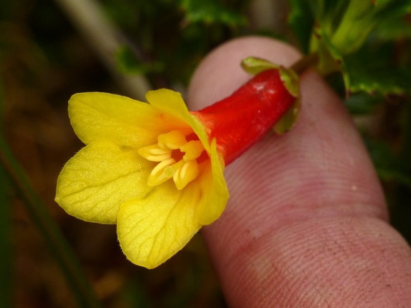 List of Chile's Native Plants - Flora Fauna Fun