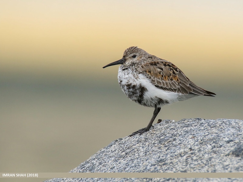 Birds of Qatar: The Complete List - Flora Fauna Fun