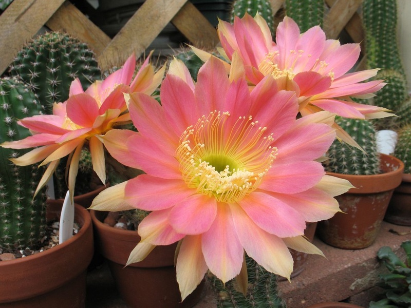 List of Chile's Native Plants - Flora Fauna Fun
