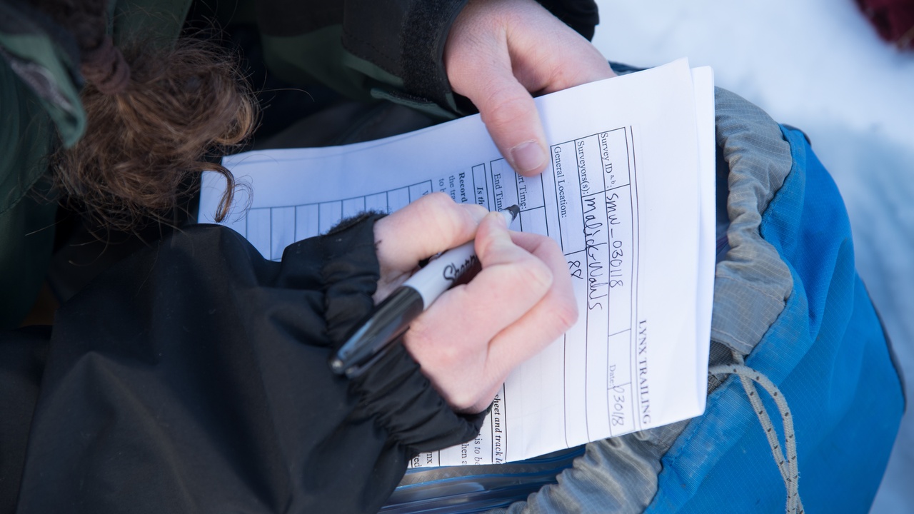 10 Characteristics of a Lynx - Flora Fauna Fun