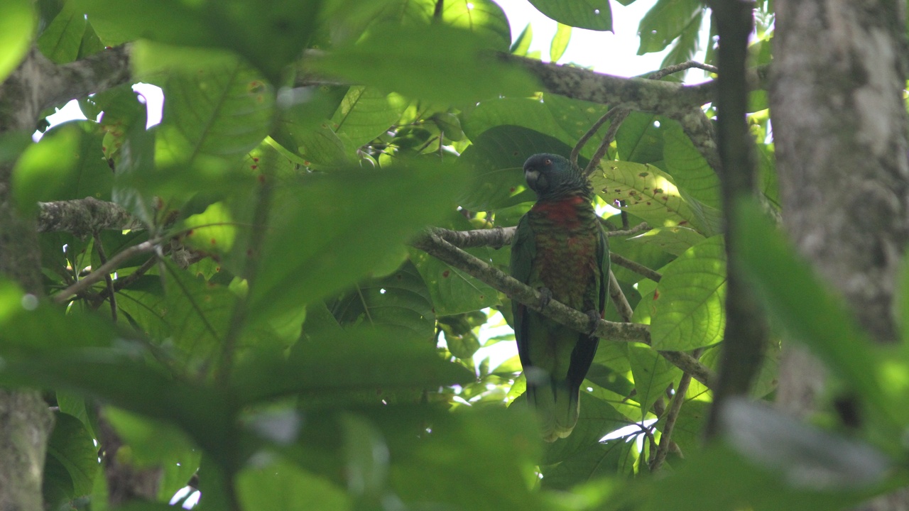 Top 7 Tropical Wildlife of Saint Lucia - Flora Fauna Fun