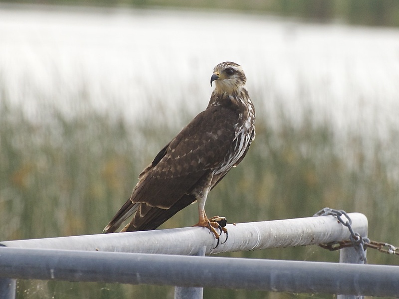 Endangered Species in the Everglades: The Complete List - Flora Fauna Fun