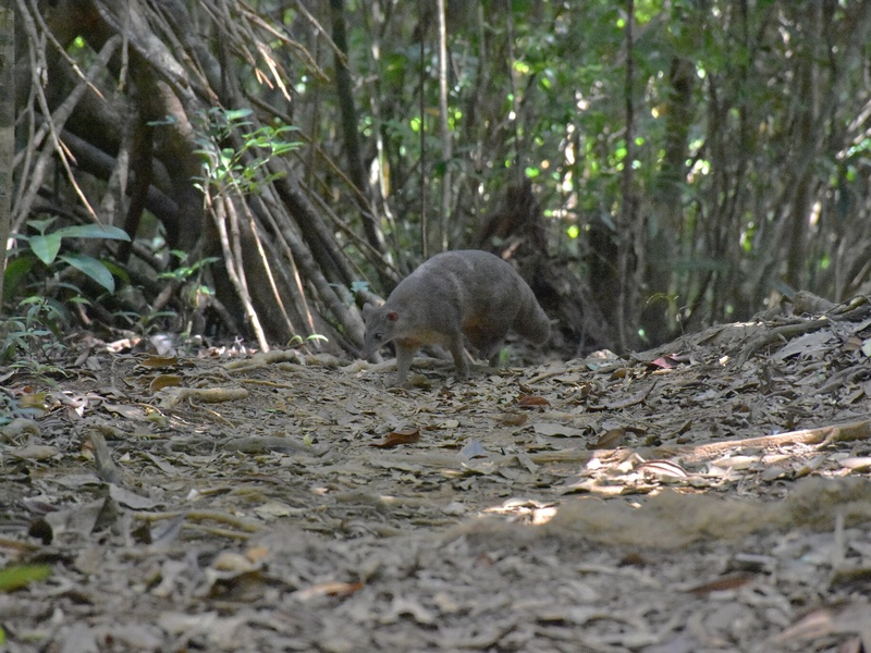 Animals Only Found in Madagascar: The Complete List - Flora Fauna Fun