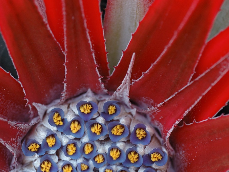 List of Chile's Native Plants - Flora Fauna Fun