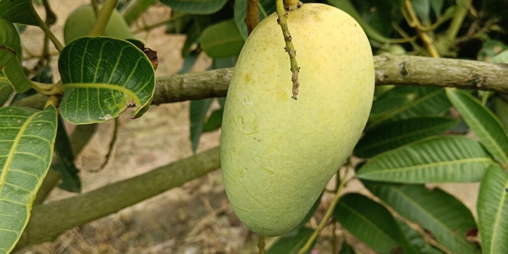 Fruits of The Gambia: The Complete List - Flora Fauna Fun