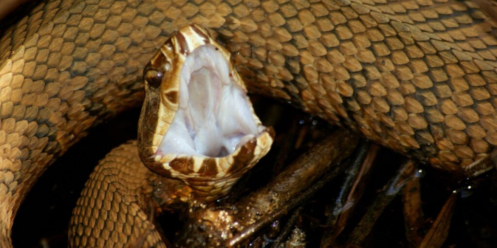 List of Swamp Snakes - Flora Fauna Fun