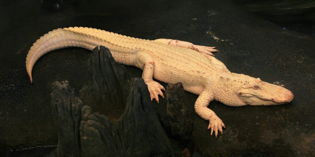 Great Dismal Swamp Alligators - Flora Fauna Fun