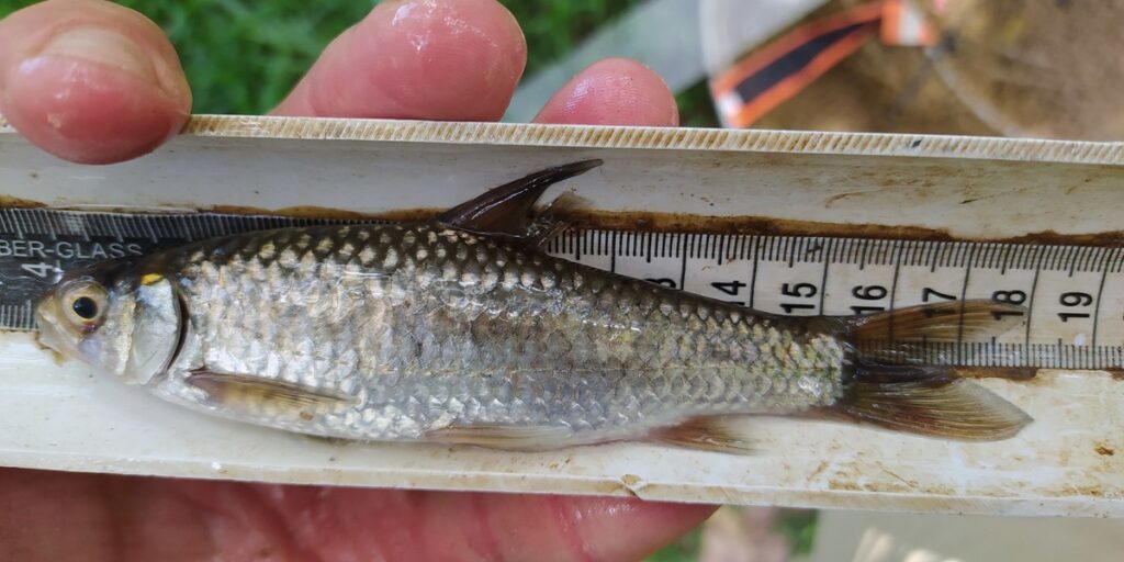 Fish of Eswatini: The Complete List - Flora Fauna Fun