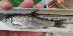 Fish of Eswatini: The Complete List - Flora Fauna Fun