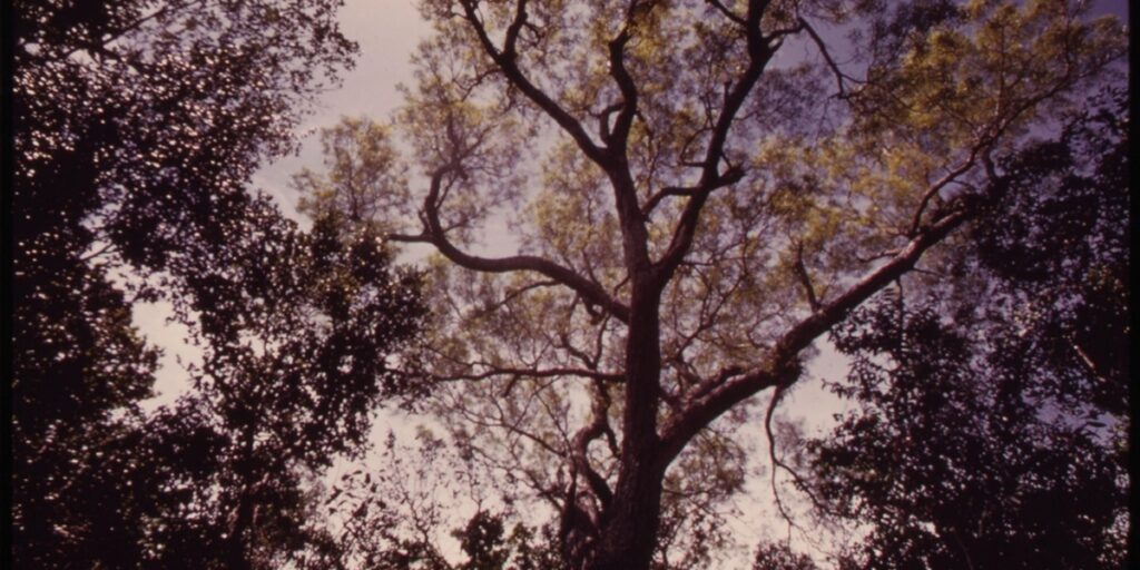 The Complete List of Trees of Barbados - Flora Fauna Fun