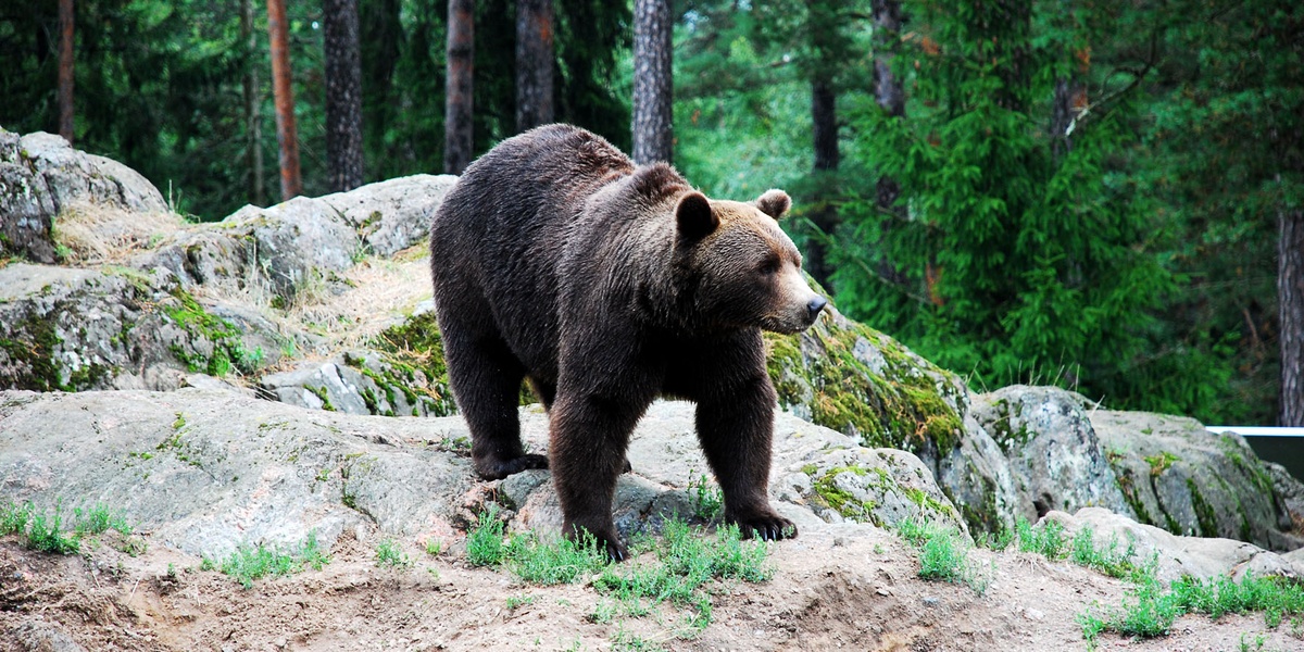 List of Dangerous Animals in Sweden - Flora Fauna Fun