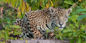 Mexico's Native Animals - Flora Fauna Fun