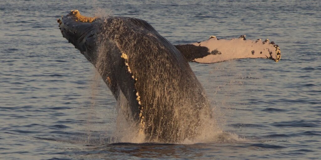 7 Facts About Marine Mammal Migration - Flora Fauna Fun