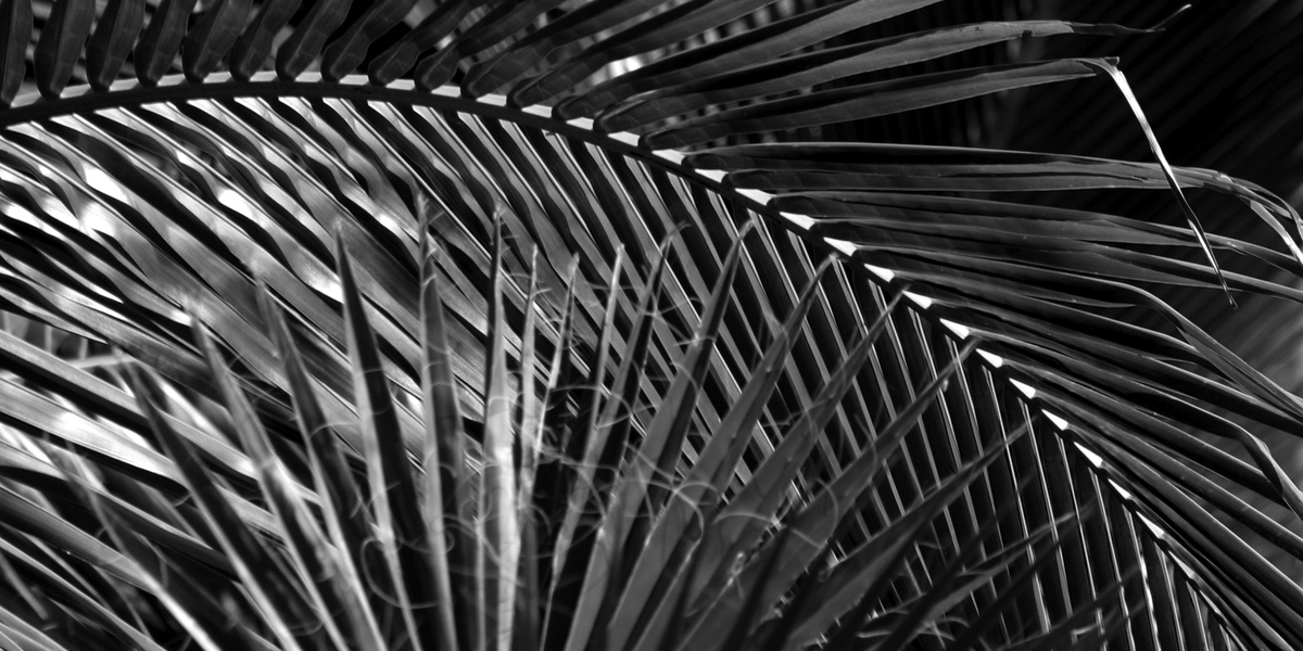 List of Plants of Micronesia - Flora Fauna Fun