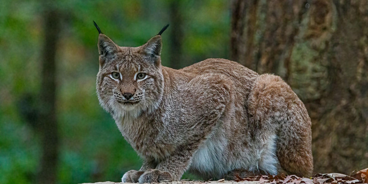 Rare Animals in Portugal: The Complete List - Flora Fauna Fun