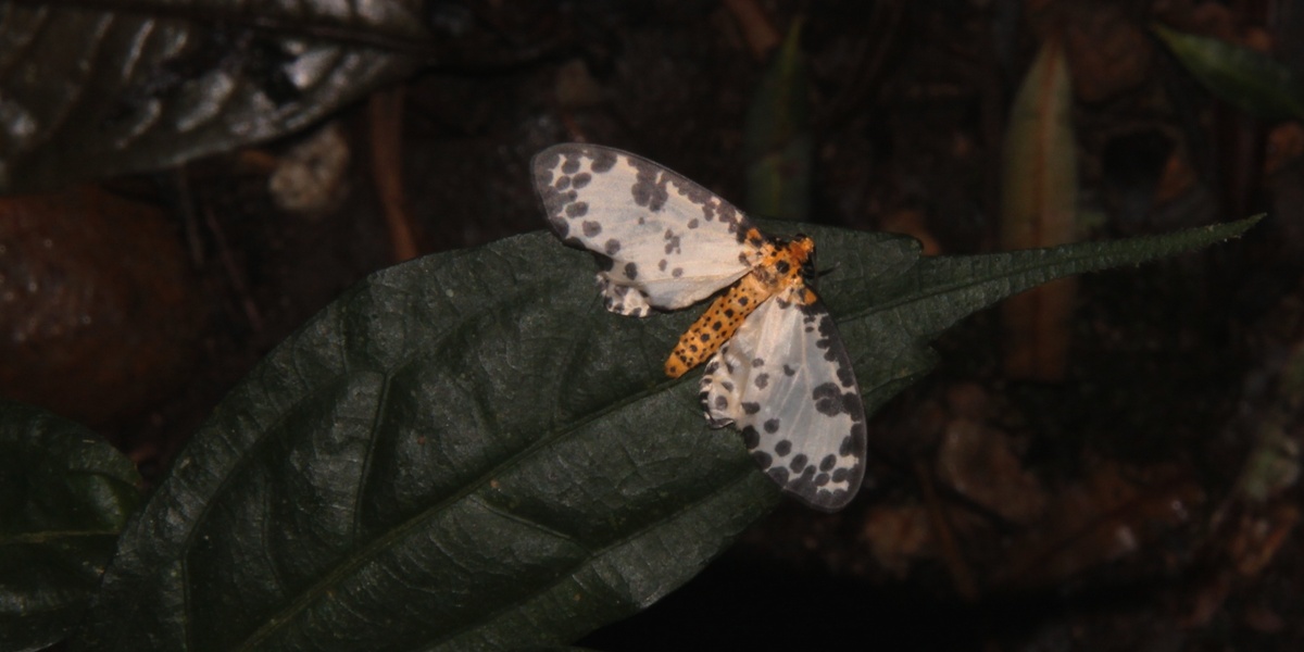 15 Examples of the Tropical Flora of Indonesia - Flora Fauna Fun