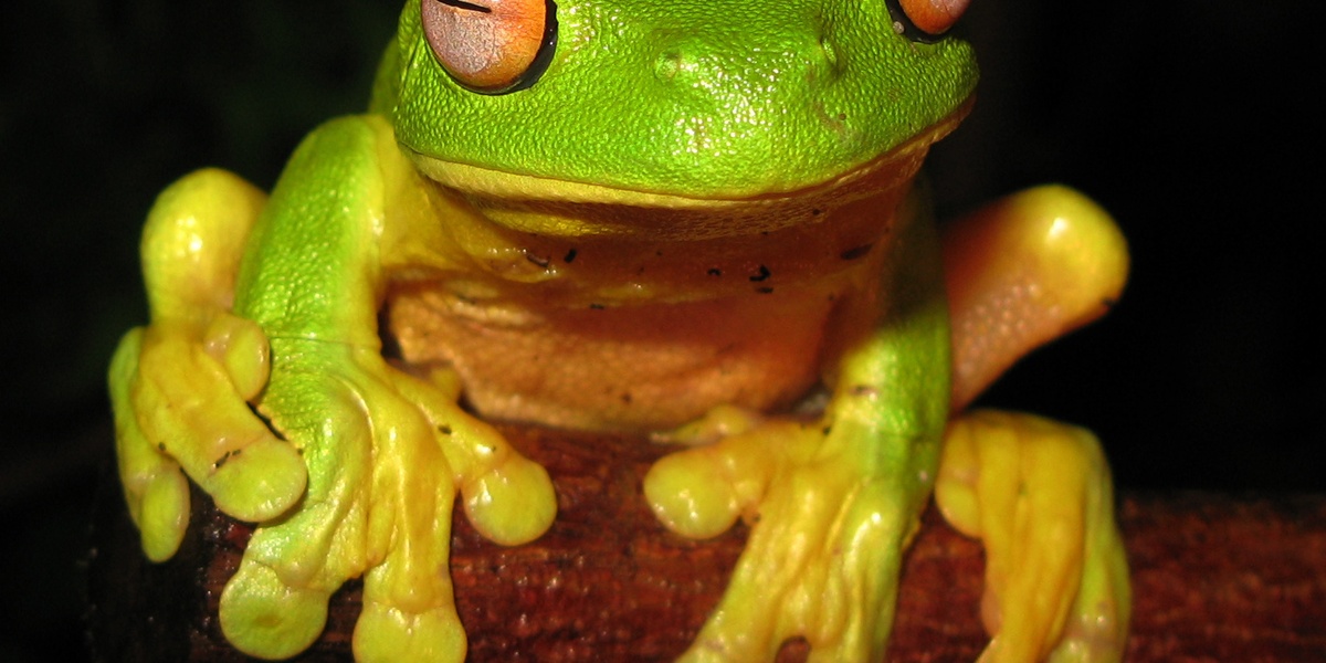 Frogs Archives - Flora Fauna Fun