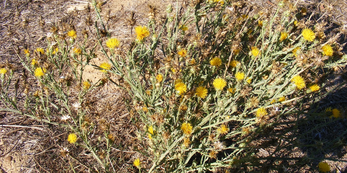 Invasive Species in Yosemite: The Complete List - Flora Fauna Fun