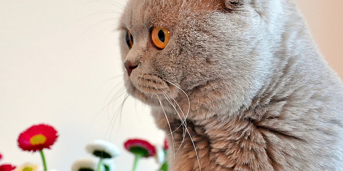 List of Large Grey Cat Breeds - Flora Fauna Fun