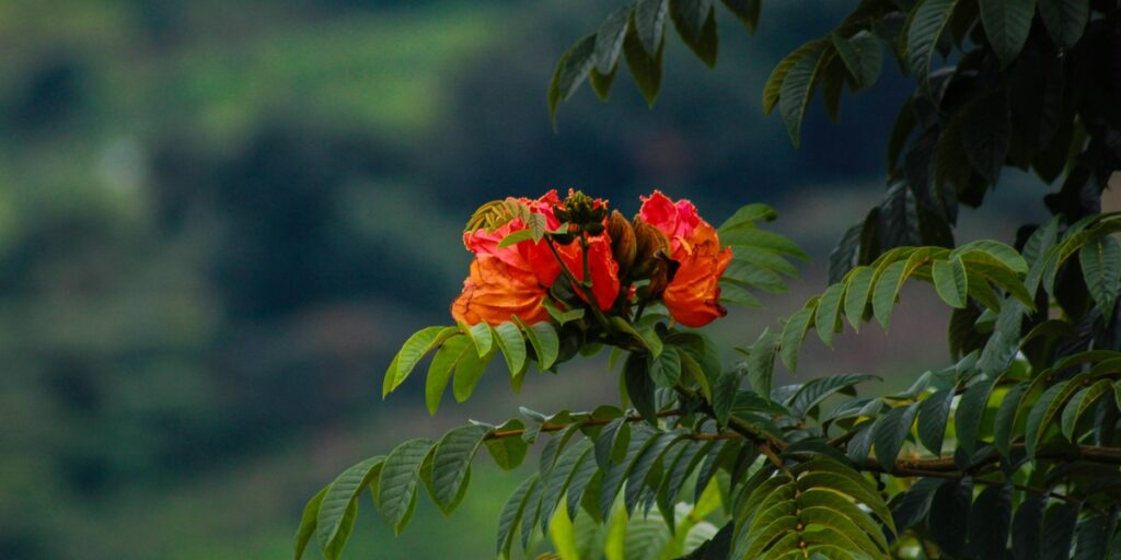 The Complete List of Trees of São Tomé and Príncipe - Flora Fauna Fun