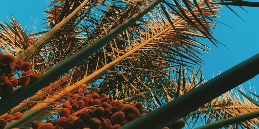 7 Examples of the Tropical Flora of the Seychelles - Flora Fauna Fun