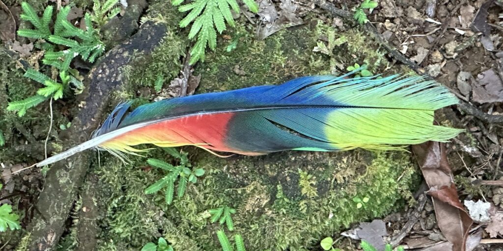 Top 7 Tropical Wildlife of Saint Lucia - Flora Fauna Fun