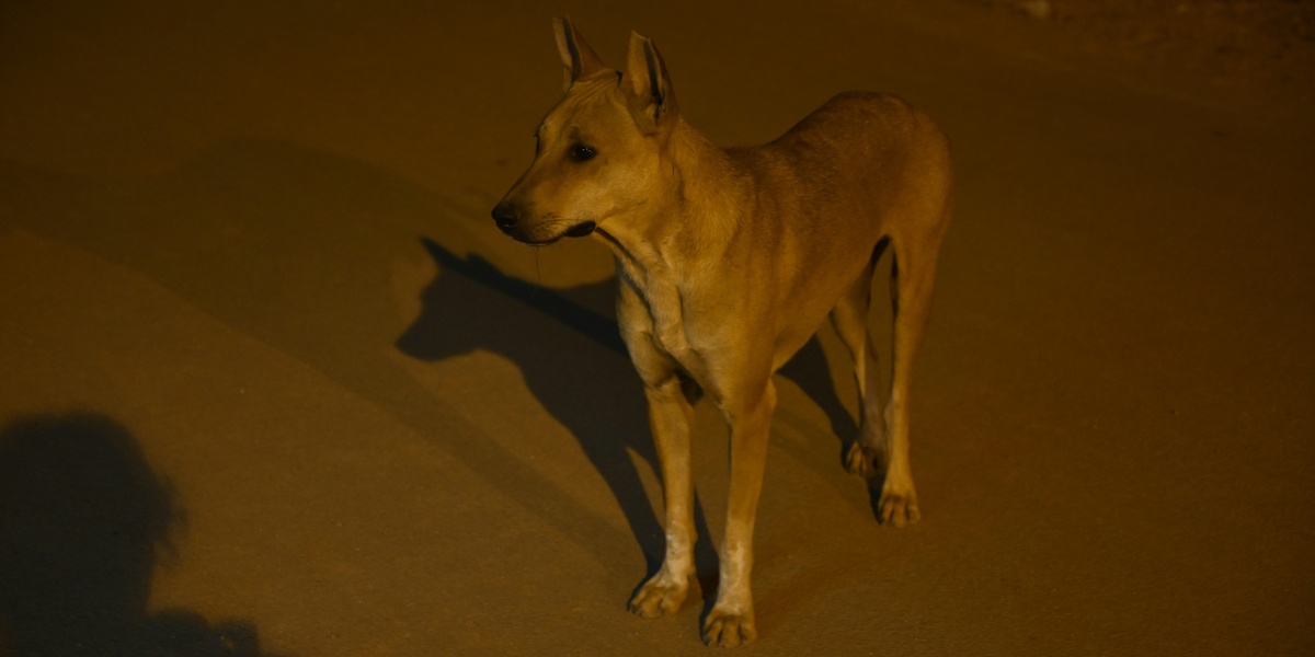 Top 10 Dog Breeds for Night Shift Workers - Flora Fauna Fun