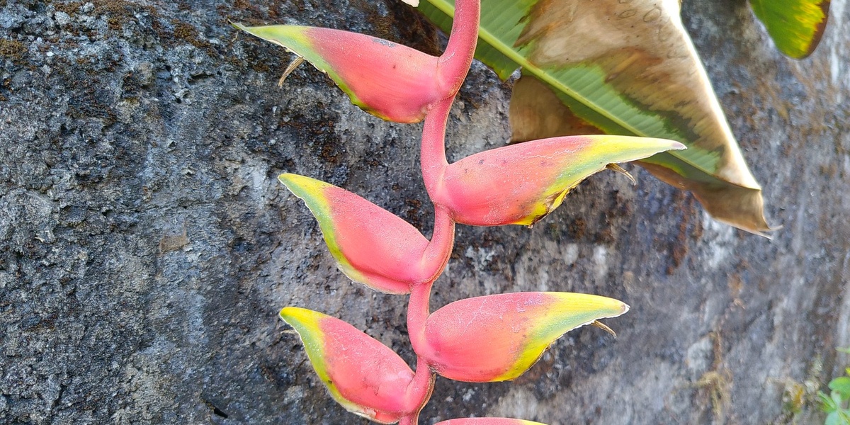 Plants Of Costa Rica: The Complete List - Flora Fauna Fun