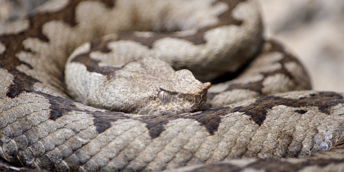 Dangerous Animals in Spain: The Complete List - Flora Fauna Fun