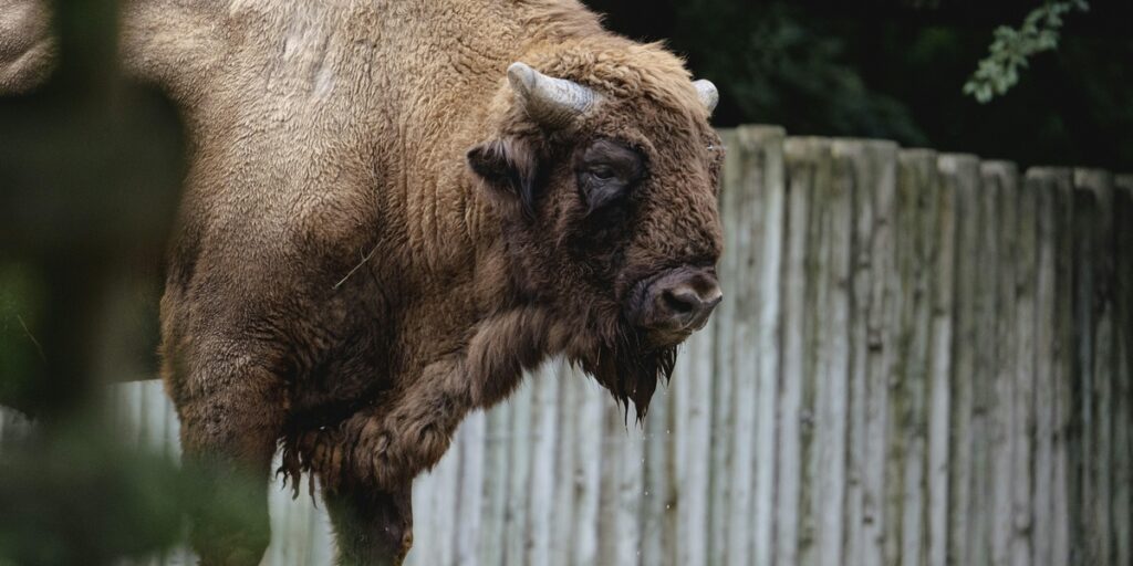 12 Examples of the Varied Fauna of Ukraine - Flora Fauna Fun