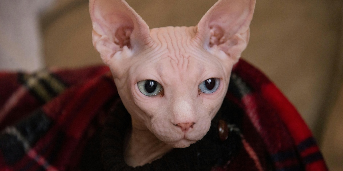 Top 10 Cat Breeds for Warm Climates - Flora Fauna Fun