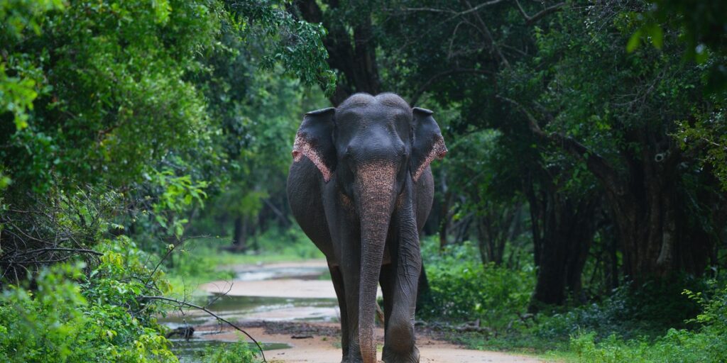 Top 10 Impressive Wildlife of Cambodia - Flora Fauna Fun