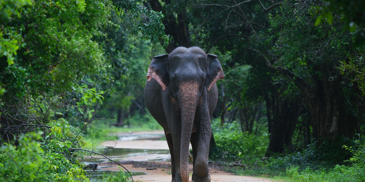 Top 10 Impressive Wildlife of Cambodia - Flora Fauna Fun