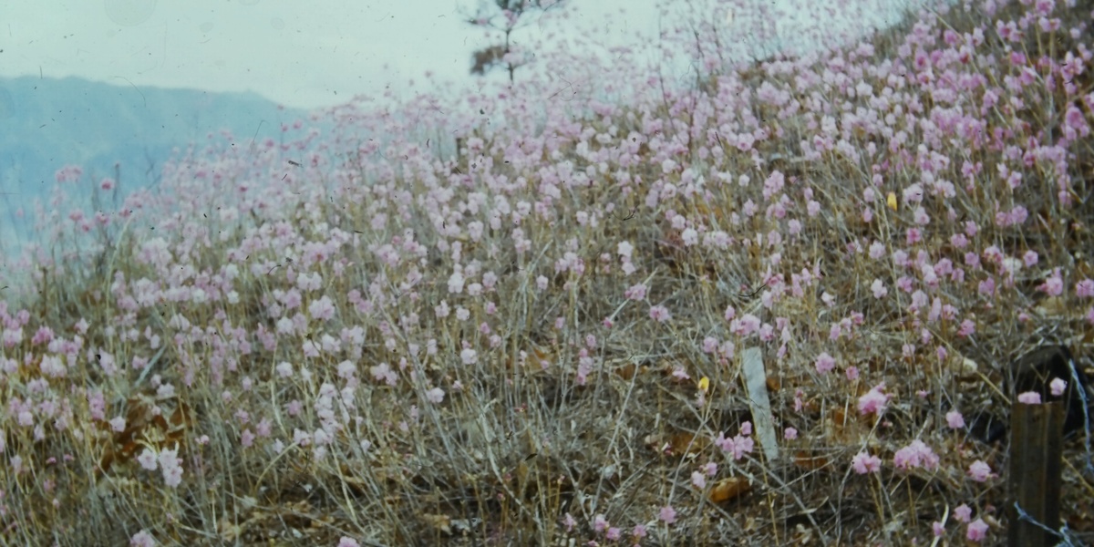 8 Examples of the Temperate Flora of South Korea - Flora Fauna Fun