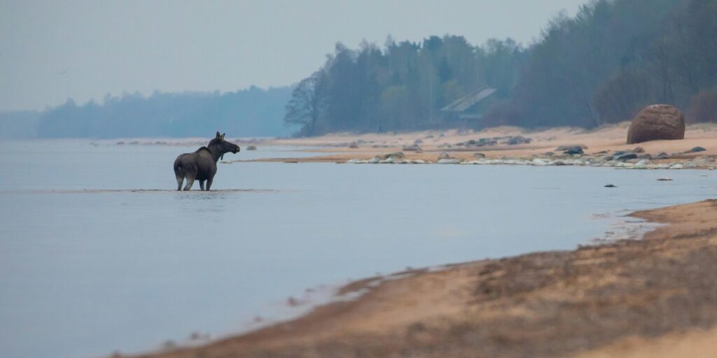 Animals Of Latvia: The Complete List - Flora Fauna Fun