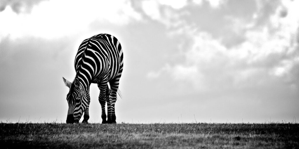 The Complete List of Grassland Consumers - Flora Fauna Fun