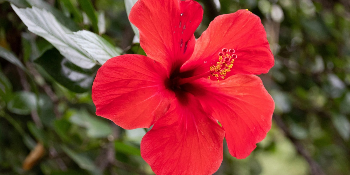 List of Flowers of the Solomon Islands - Flora Fauna Fun