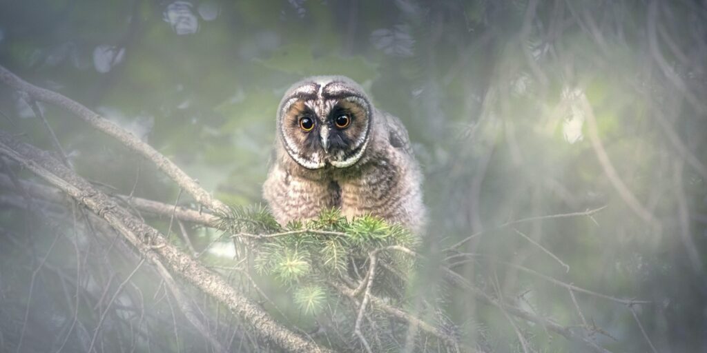 Endangered Species in Crater Lake National Park - Flora Fauna Fun