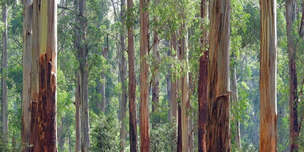 15 Examples of the Unique Flora of Australia - Flora Fauna Fun
