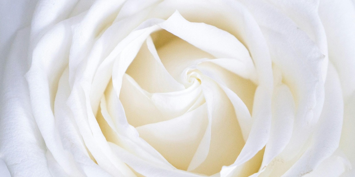 List of White Plants - Flora Fauna Fun