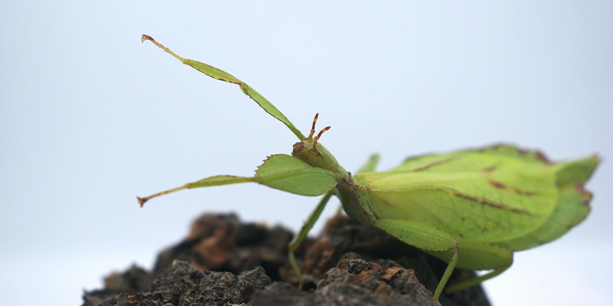 7 Facts About Animal Camouflage - Flora Fauna Fun