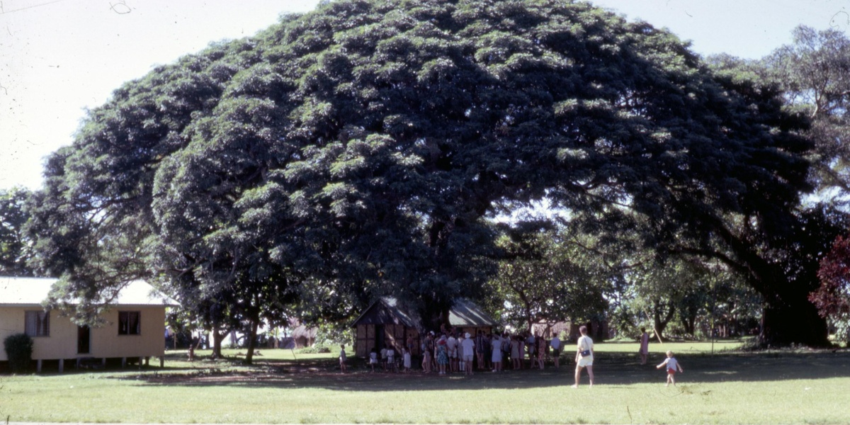 List of Rainforest Canopy Plants - Flora Fauna Fun