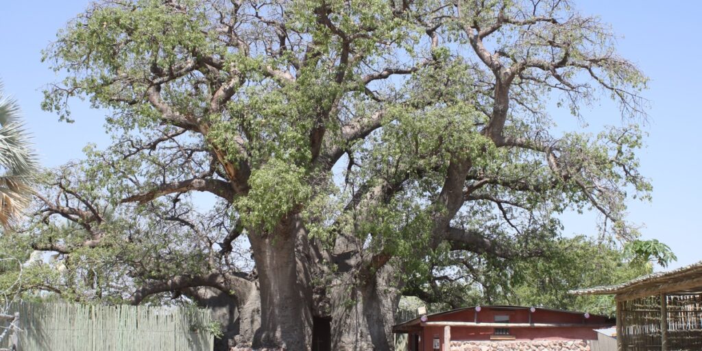 Savanna Trees: The Complete List - Flora Fauna Fun