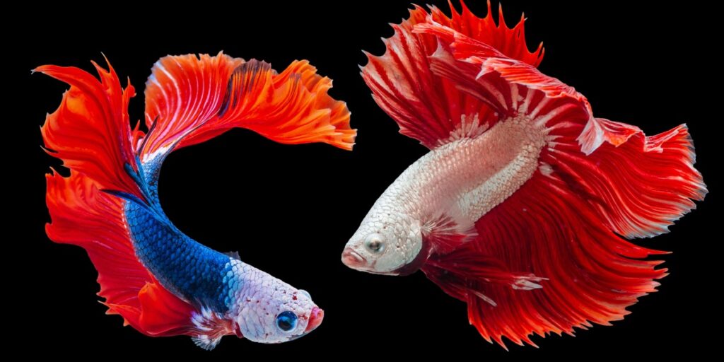 Fish of Thailand: The Complete List - Flora Fauna Fun