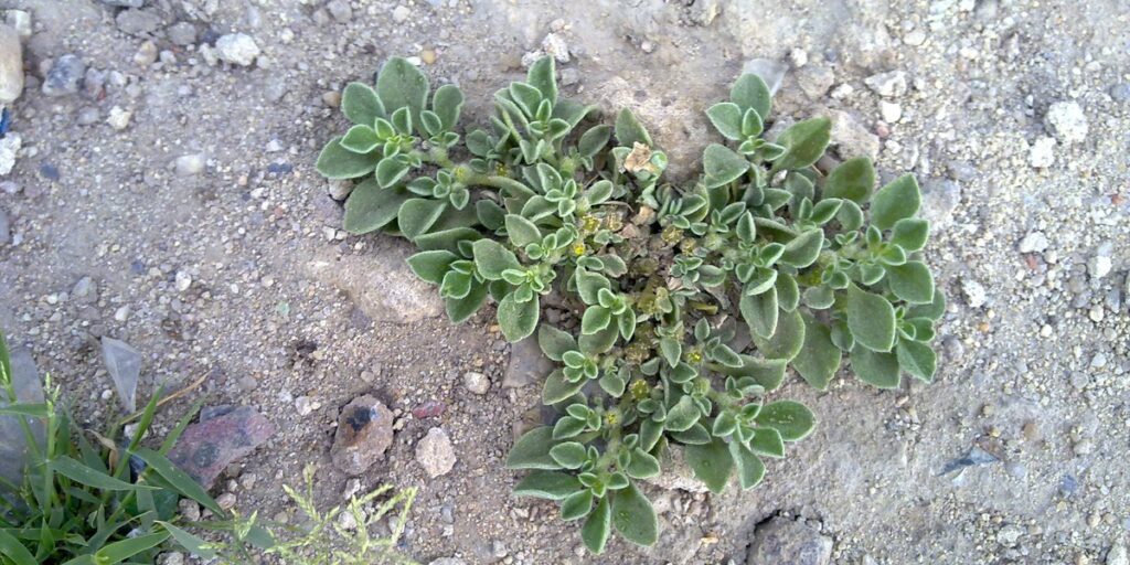 8 Examples of the Desert Flora of Kuwait - Flora Fauna Fun