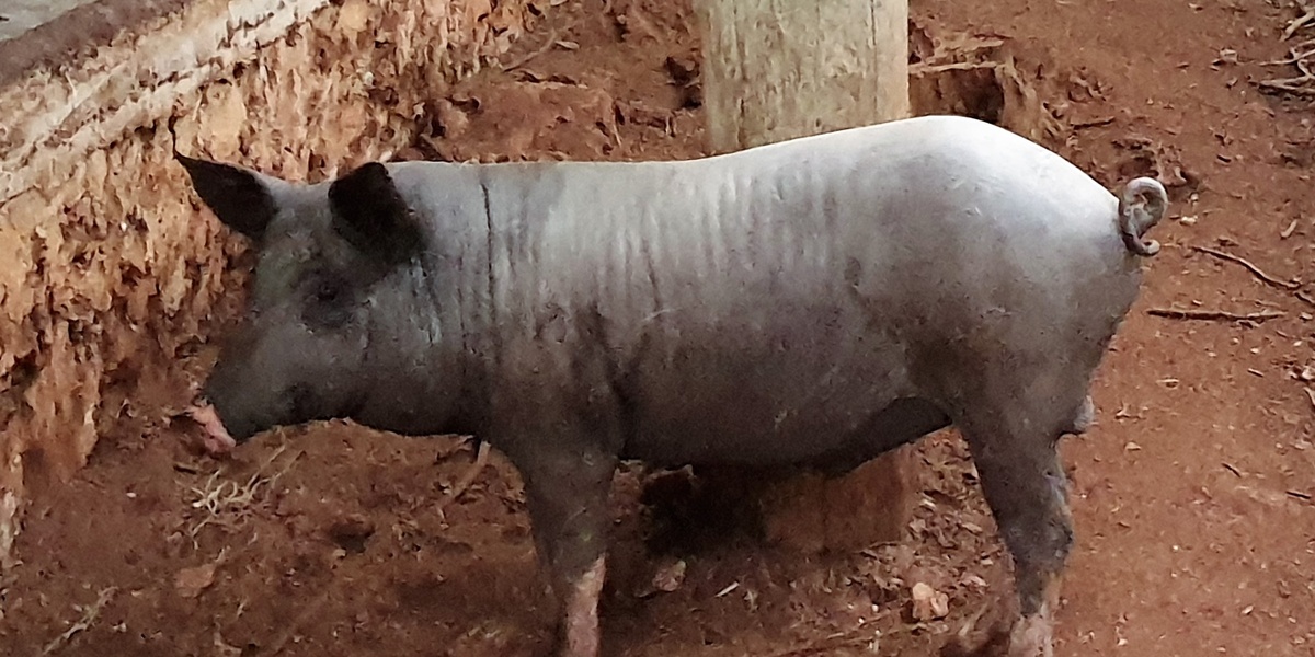 8 Famous Pigs (and their Names) - Flora Fauna Fun