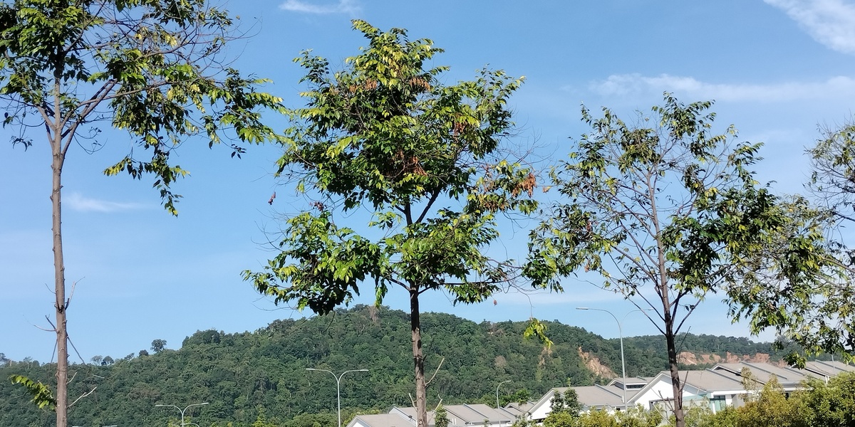 List of Cambodia's Native Plants - Flora Fauna Fun