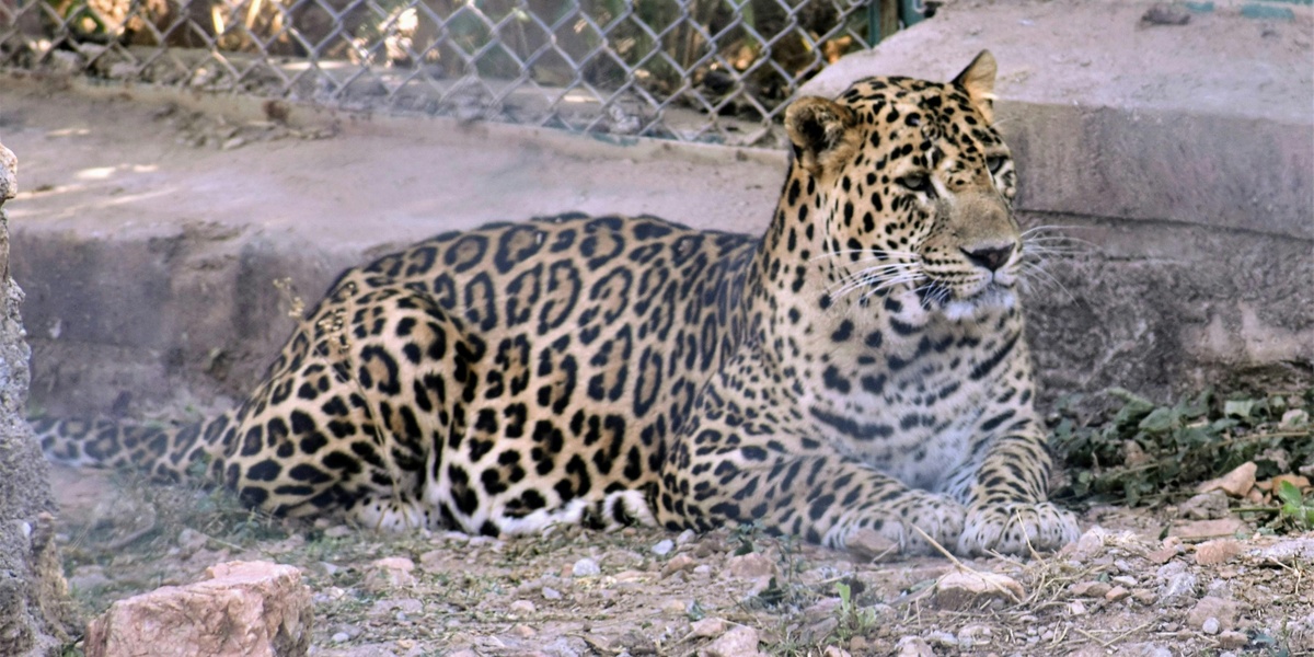 List of Endangered Species in Syria - Flora Fauna Fun